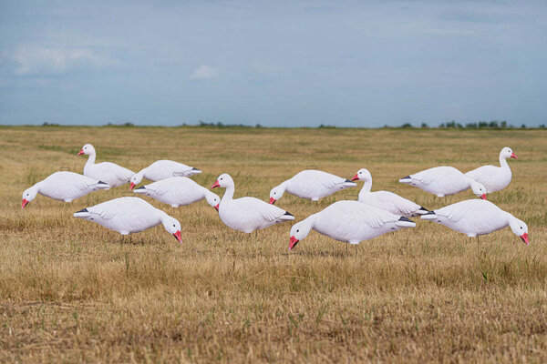 Banded - GHG Pro-Grade Silhouette Snow Goose Decoys - Military & First ...