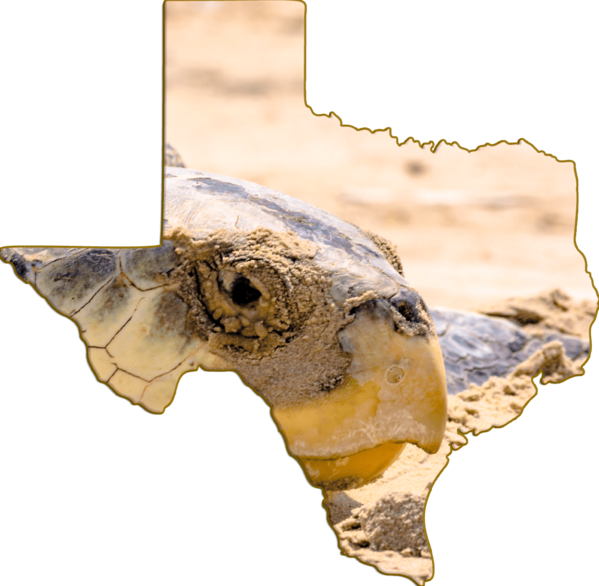 Wimberley Puzzle Company - Kemp's RIdley Sea Turtle | Texas-Shaped ...